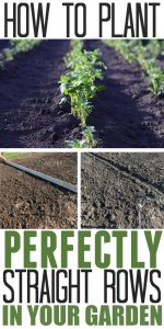 How to Plant Perfectly Straight Rows in Your Garden - The Creek Line House