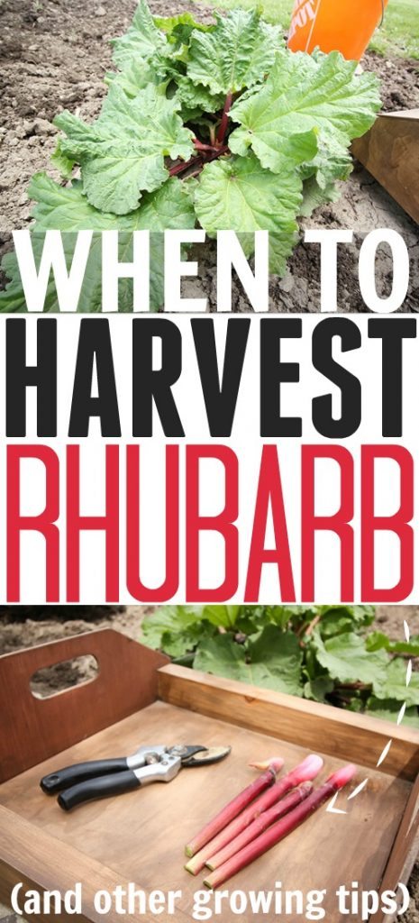 How to Know The Right Time to Harvest Rhubarb - The Creek Line House