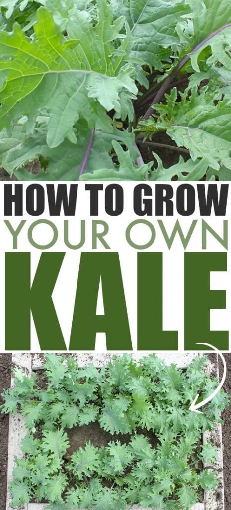 How to Grow Kale - The Creek Line House
