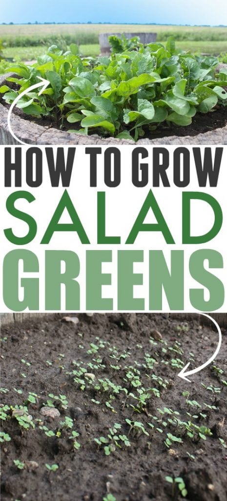 How to Grow Salad Greens - The Creek Line House