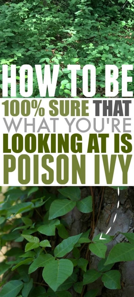 How to Identify Poison Ivy - The Creek Line House