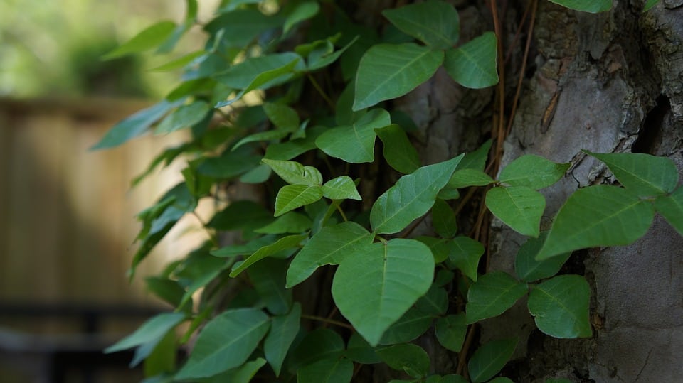 How to Identify Poison Ivy - The Creek Line House