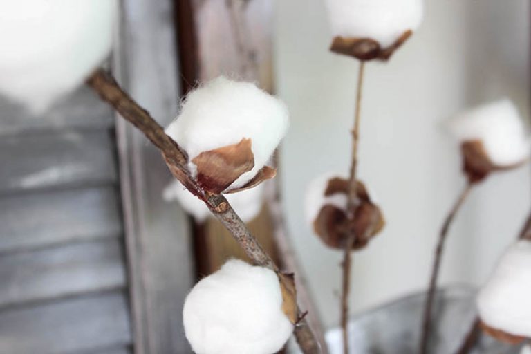 DIY Cotton Stems - The Creek Line House