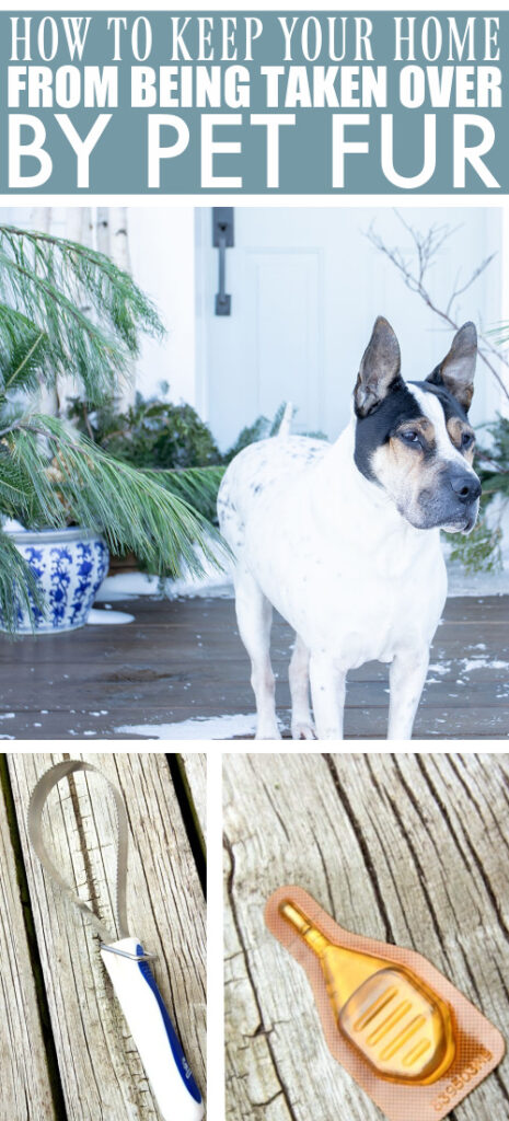 How to Keep Your Home From Being Taken Over by Pet Fur! - The Creek ...