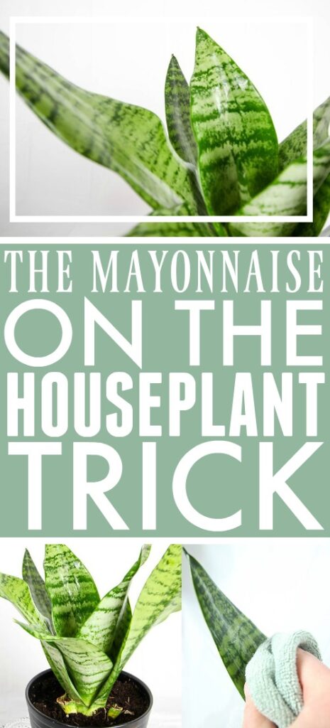 The Mayonnaise House Plant Trick - The Creek Line House
