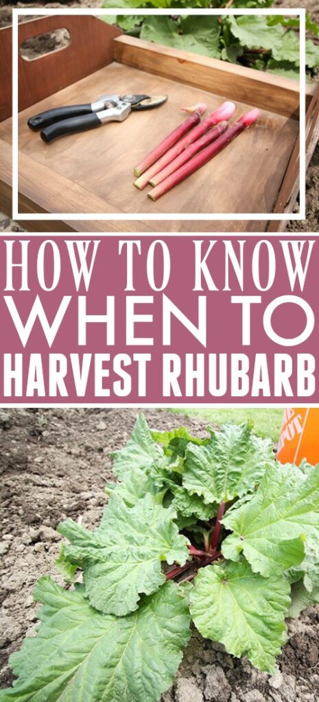 How to Know The Right Time to Harvest Rhubarb - The Creek Line House