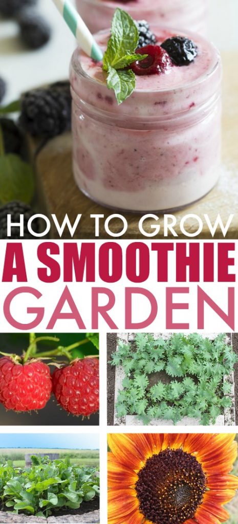 How to Grow a Smoothie Garden - The Creek Line House