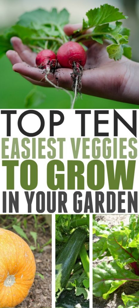 The Easiest Veggies to Grow in Your Garden - The Creek Line House