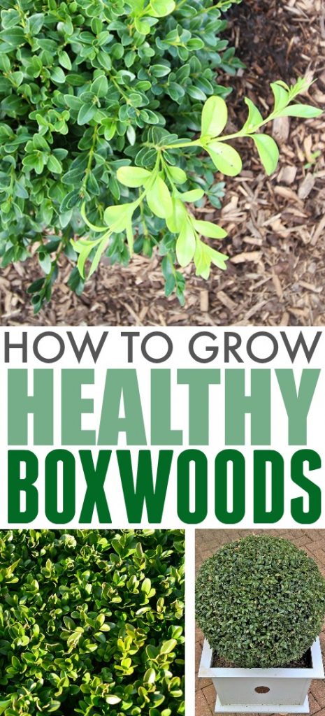 How to Grow Boxwoods - The Creek Line House