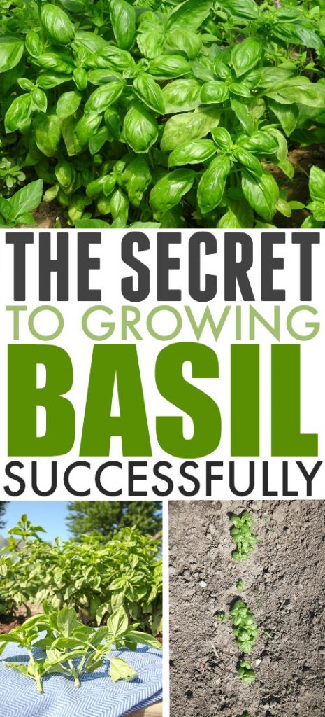 The Secret to Growing Basil Successfully - The Creek Line House