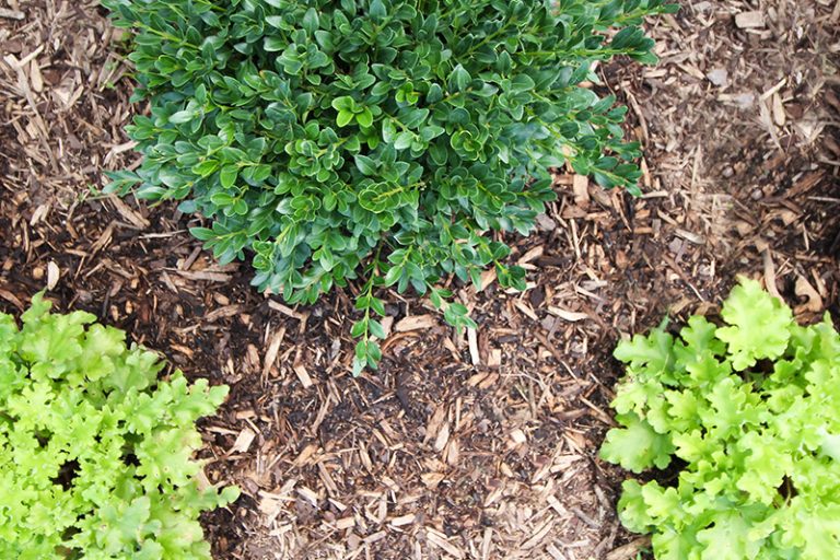 How to Grow Boxwoods - The Creek Line House