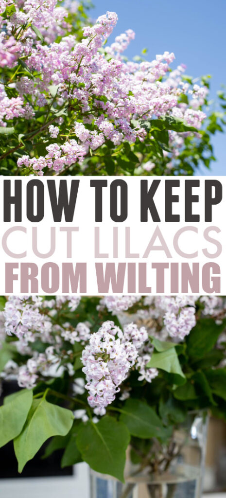How to Keep Cut Lilacs From Wilting - The Creek Line House