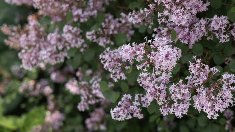 How to Keep Cut Lilacs From Wilting - The Creek Line House