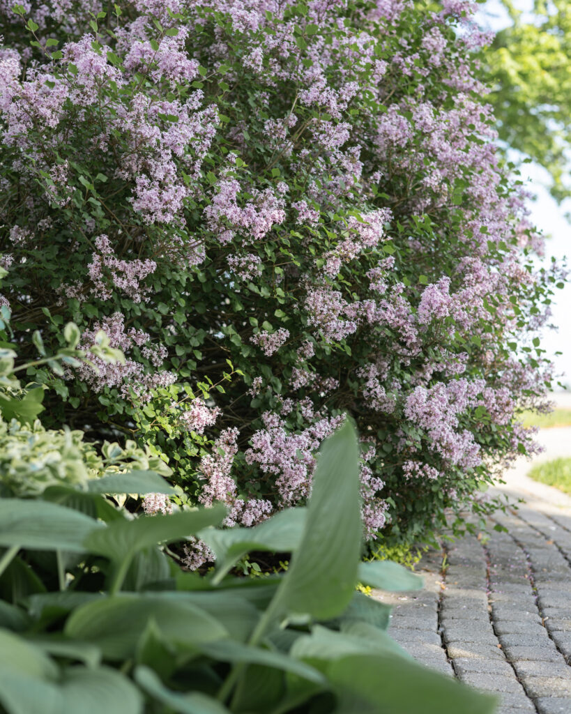 How to Keep Cut Lilacs From Wilting - The Creek Line House