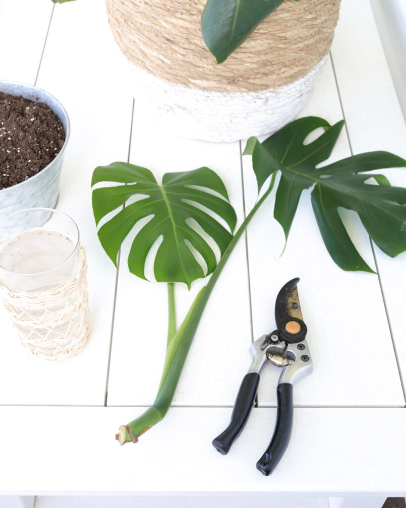 How to Propagate Monstera Plants - The Creek Line House
