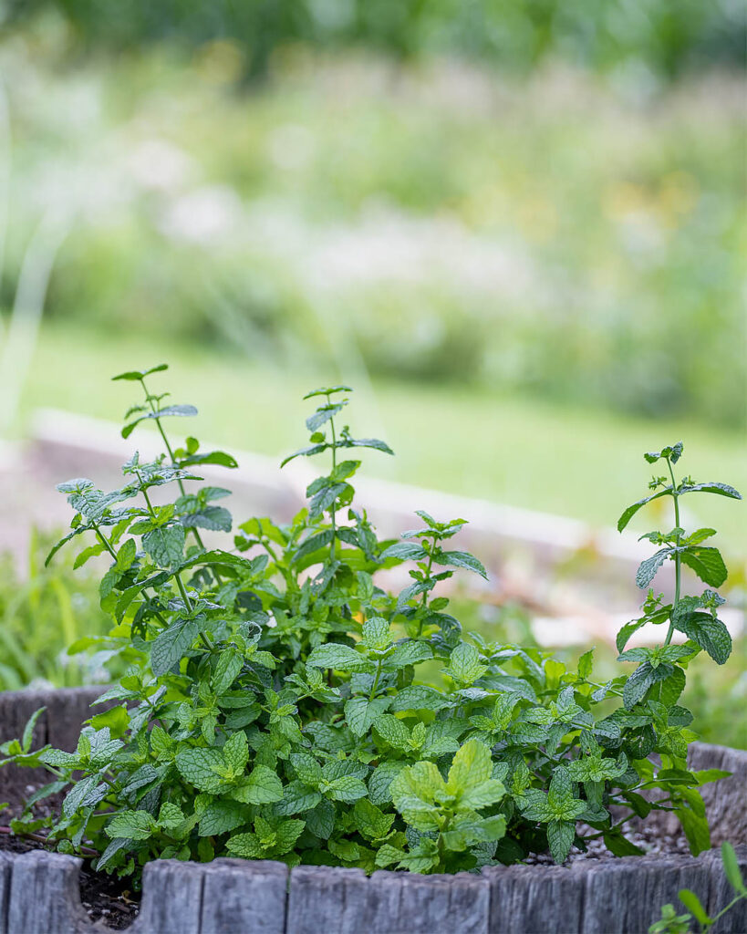 How to Grow Mint Successfully - The Creek Line House