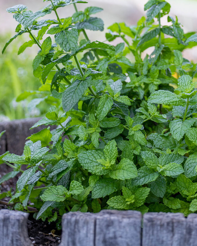 How to Grow Mint Successfully - The Creek Line House