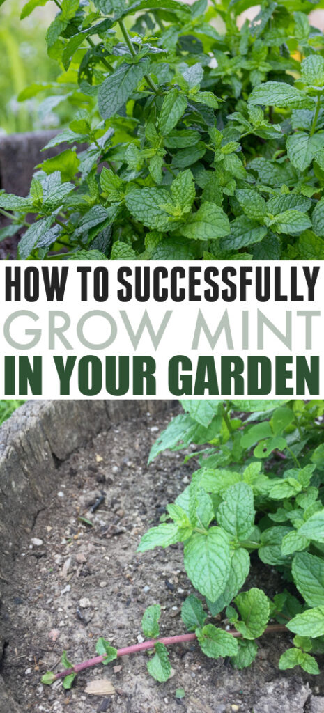 How to Grow Mint Successfully - The Creek Line House