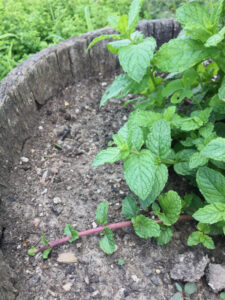 How to Grow Mint Successfully - The Creek Line House