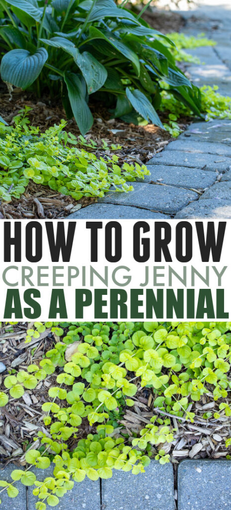 How to Grow Creeping Jenny - The Creek Line House