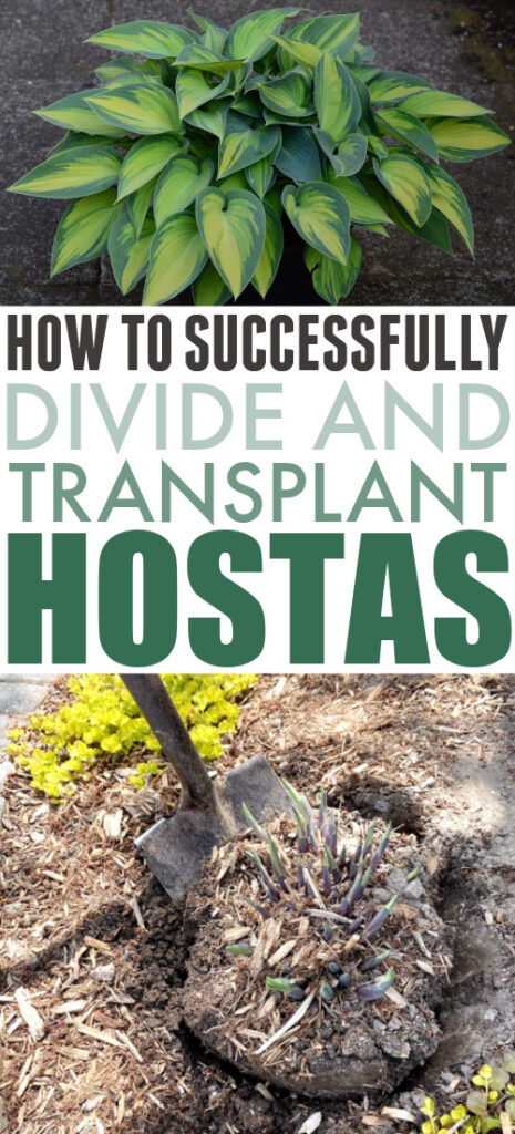 How to Divide Hostas - The Creek Line House