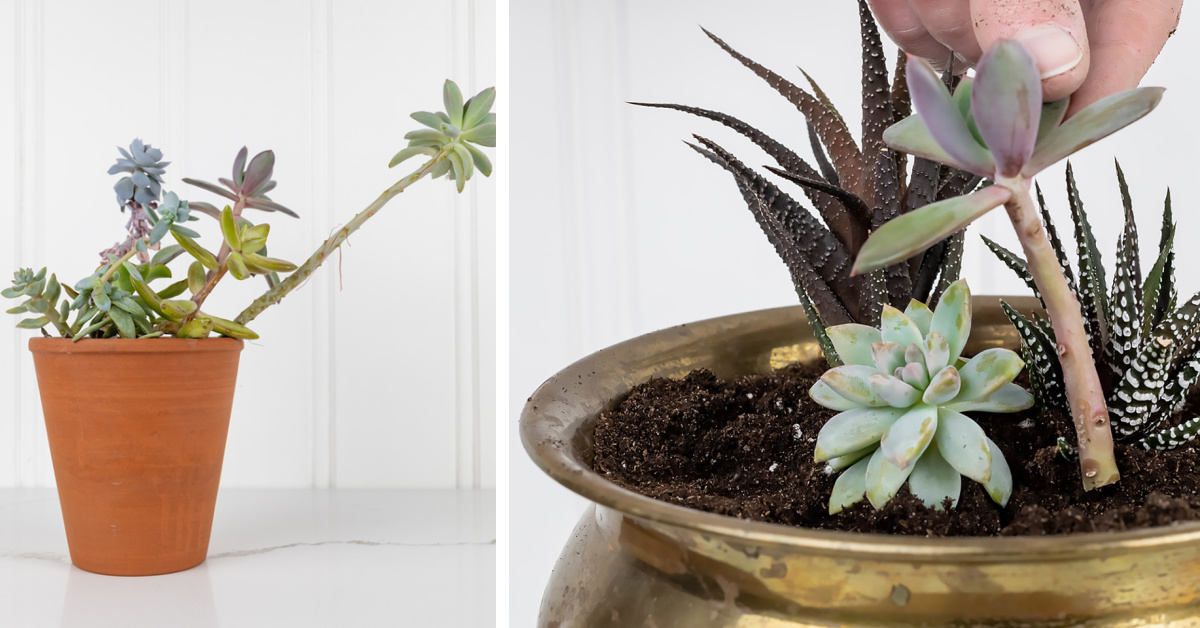 Repotting Succulents | The best way to repot succulents AND houseplants