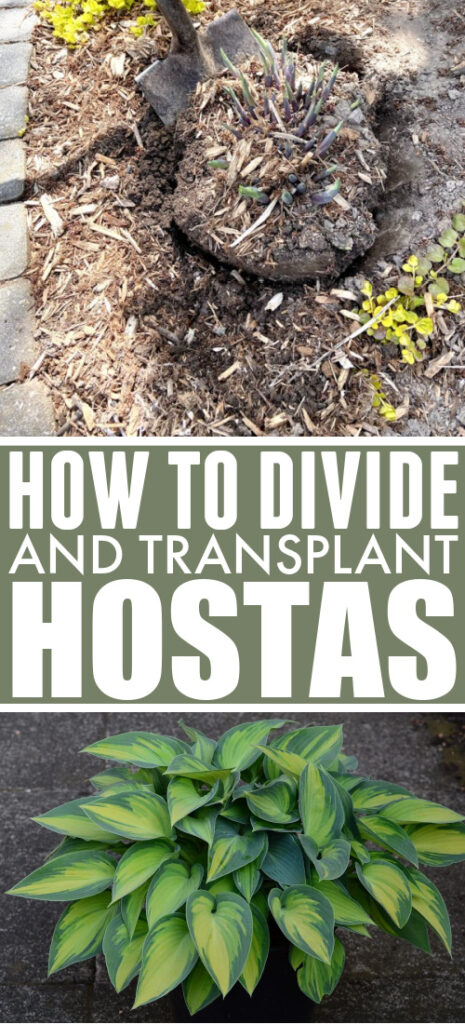 How to Divide Hostas - The Creek Line House