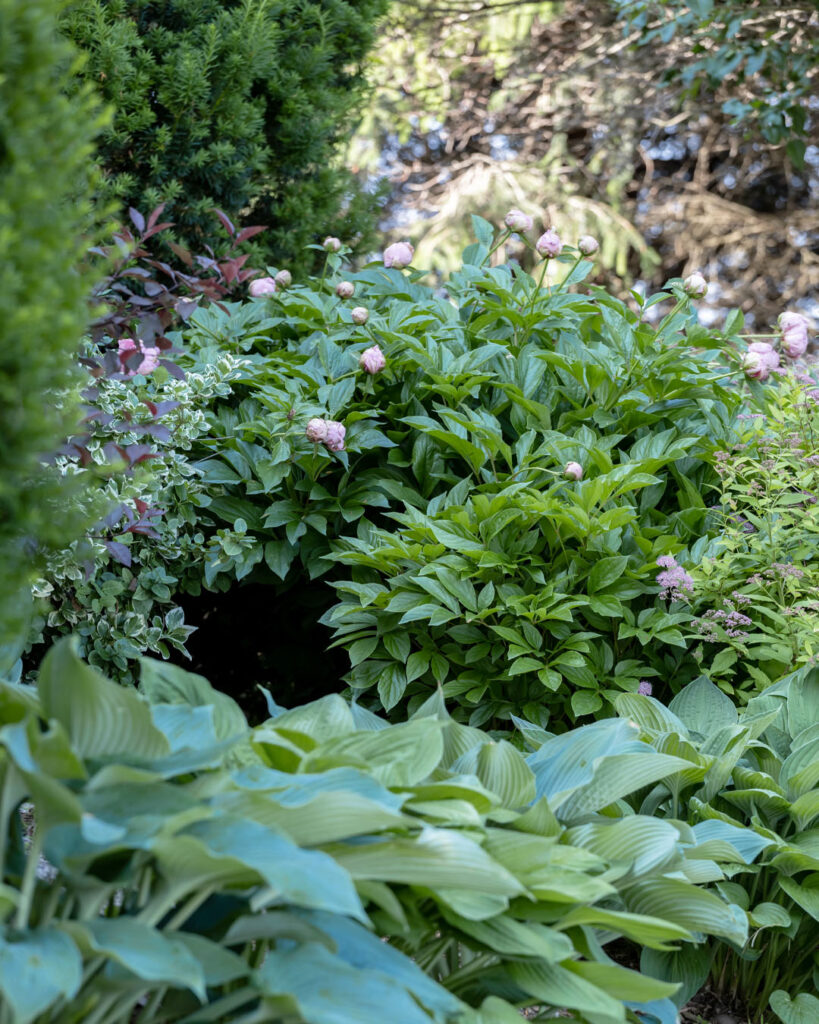 How to Divide Peonies - The Creek Line House