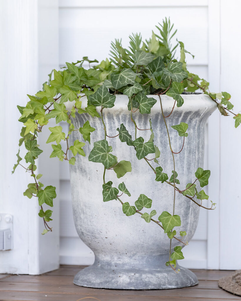 Perennial Planter Ideas - The Creek Line House