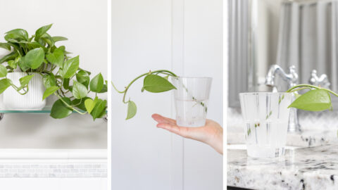 How to Propagate Pothos Plants - The Creek Line House