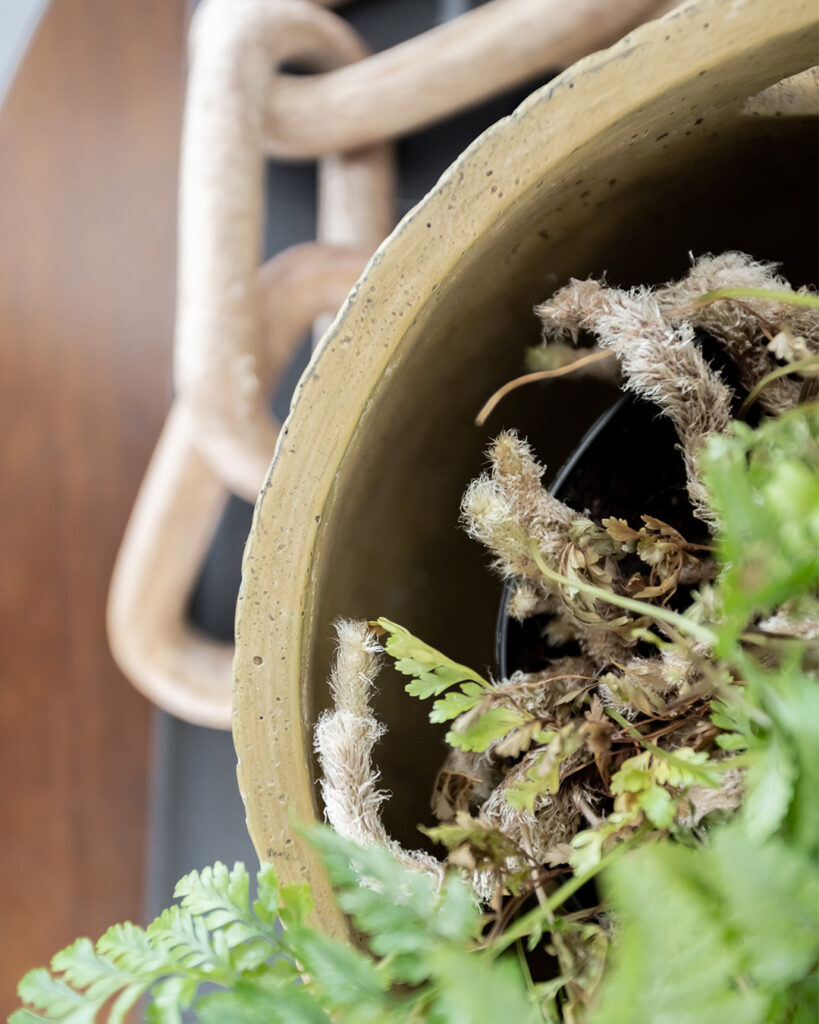 The Easiest Fern to Grow: How to Care for a Rabbit's Foot Fern - The ...