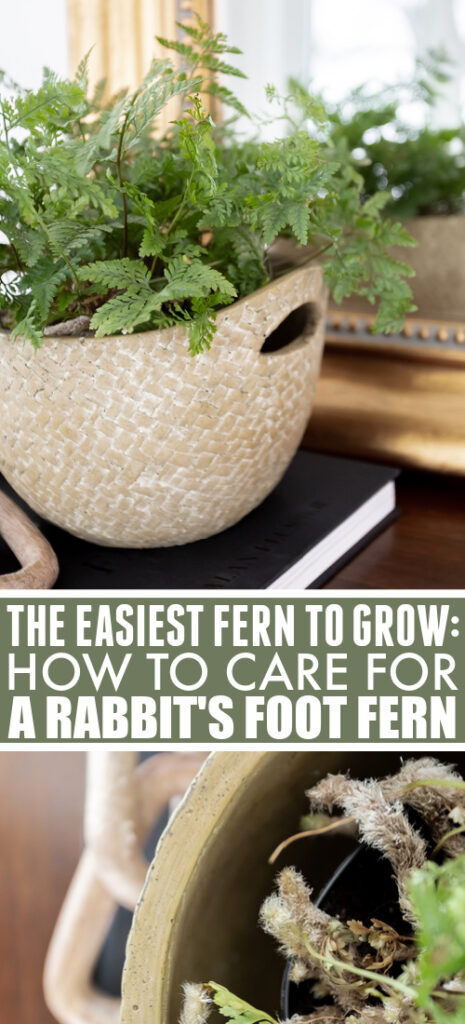 The Easiest Fern to Grow: How to Care for a Rabbit's Foot Fern - The ...