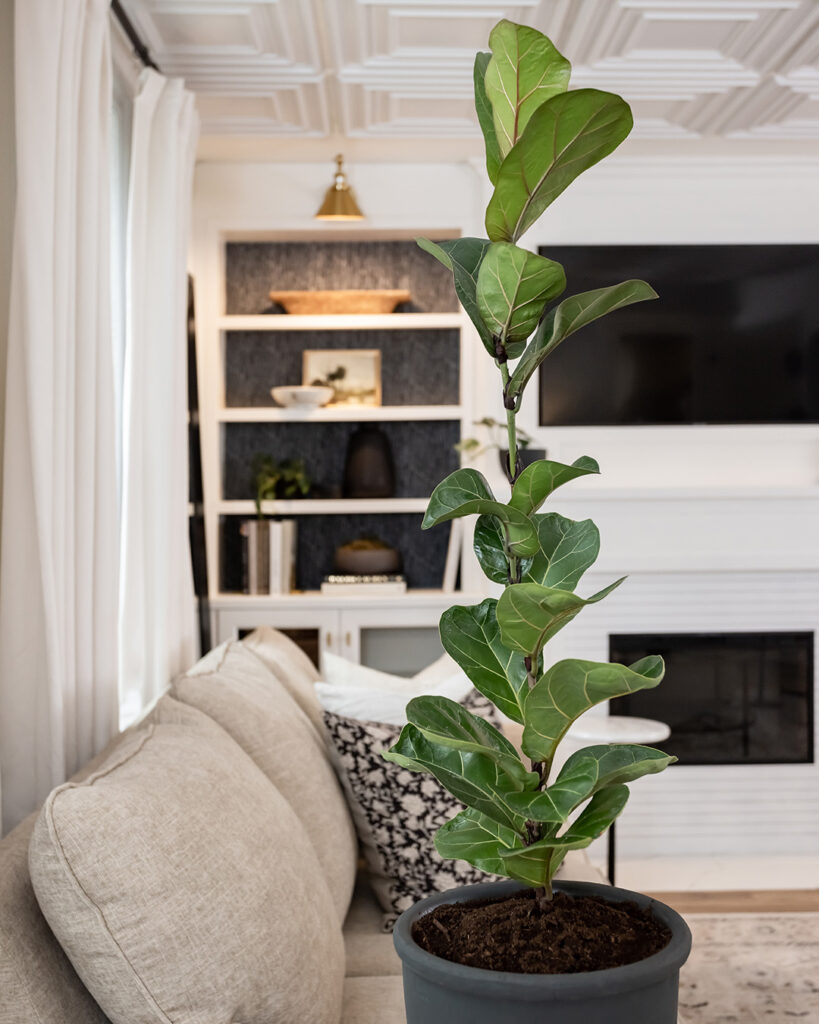 How to Fix a Leggy Fiddle Leaf Fig Plant - The Creek Line House