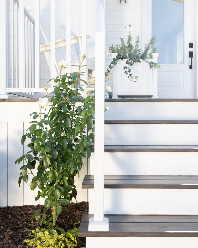 How to Use Epsom Salt for Roses and Other Plants - The Creek Line House