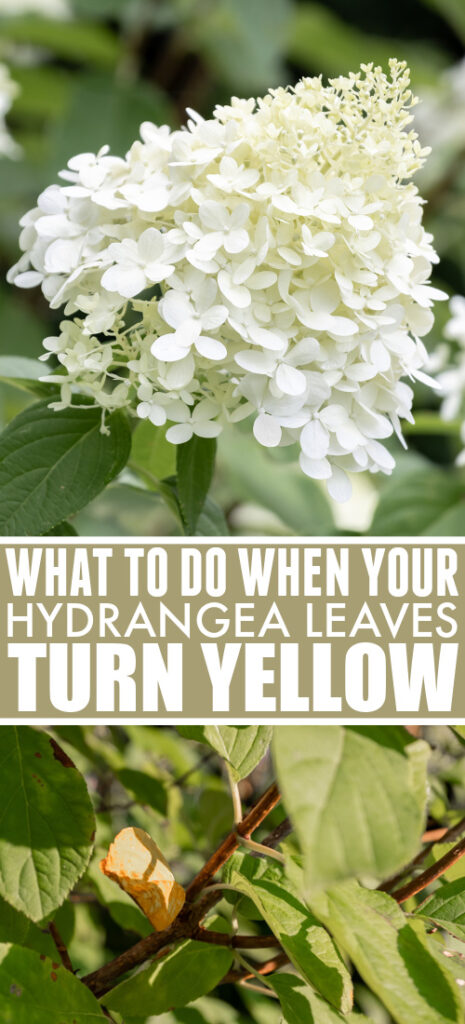 What to do When Your Hydrangea Leaves Turn Yellow - The Creek Line House