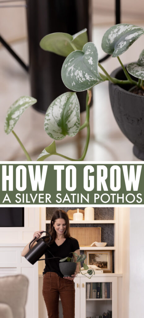 How to Grow a Silver Satin Pothos Plant - The Creek Line House