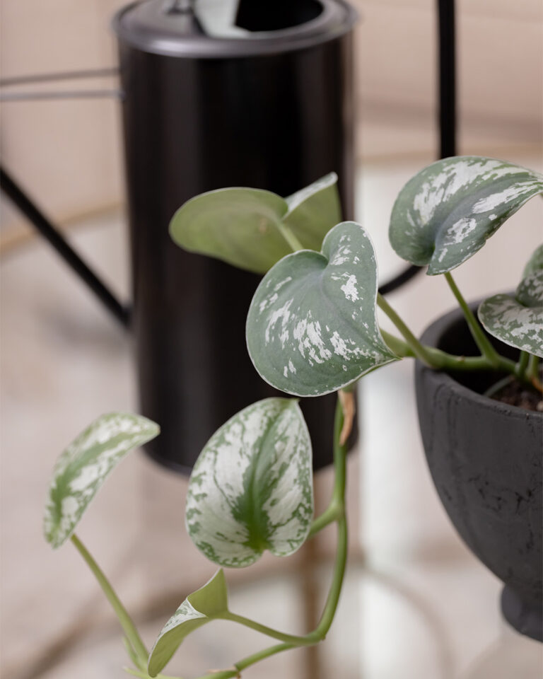 How to Grow a Silver Satin Pothos Plant - The Creek Line House