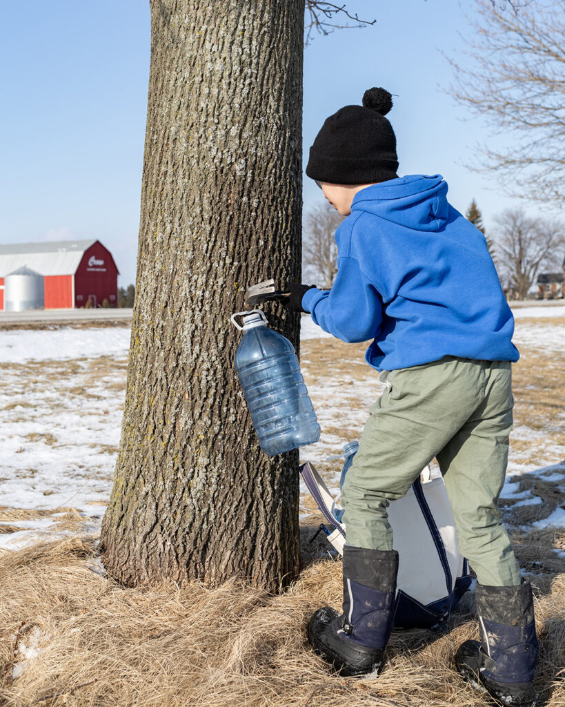 How to Harvest Maple Syrup From Your Maple Trees - The Creek Line House