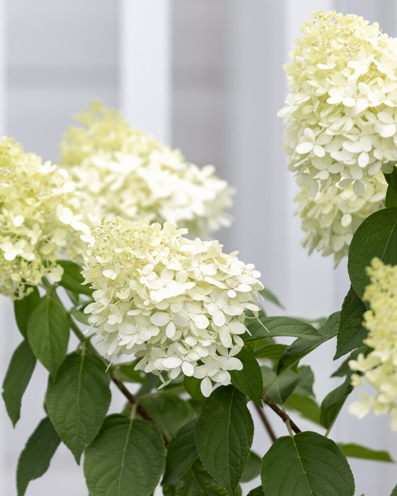 How to Plant a Panicle Hydrangea - The Creek Line House
