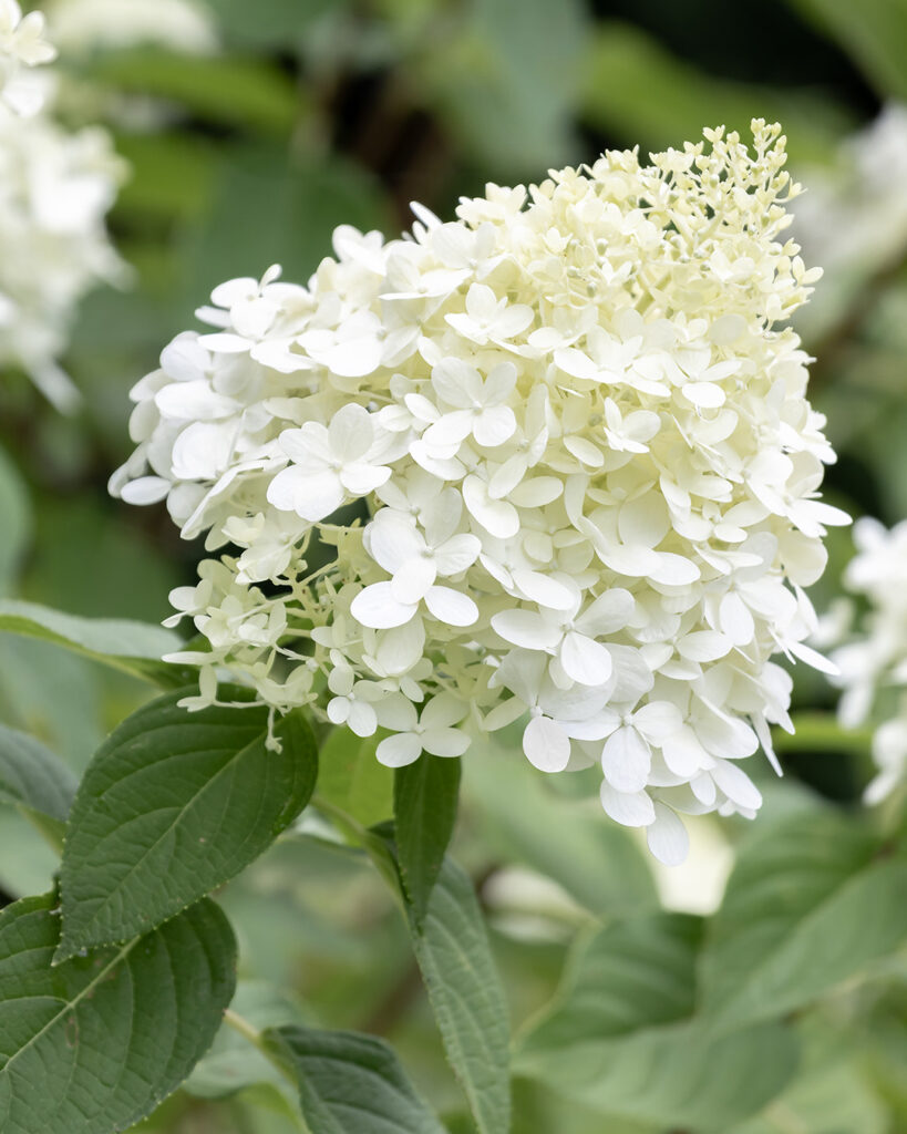 How to Plant a Panicle Hydrangea - The Creek Line House