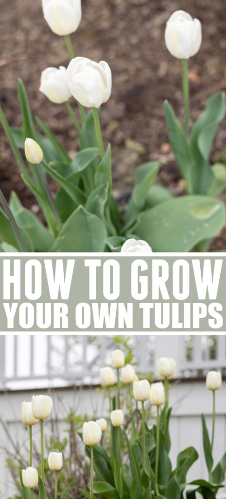How to Grow Tulips - The Creek Line House