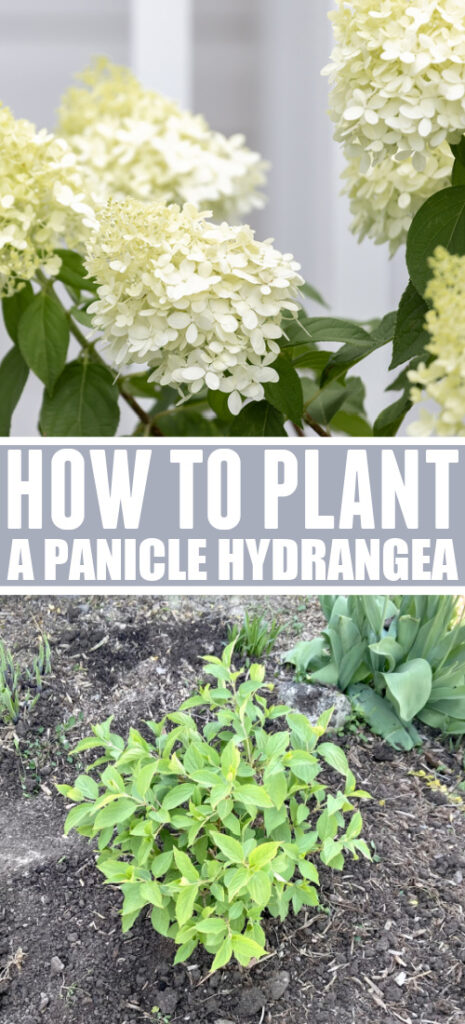 How to Plant a Panicle Hydrangea - The Creek Line House