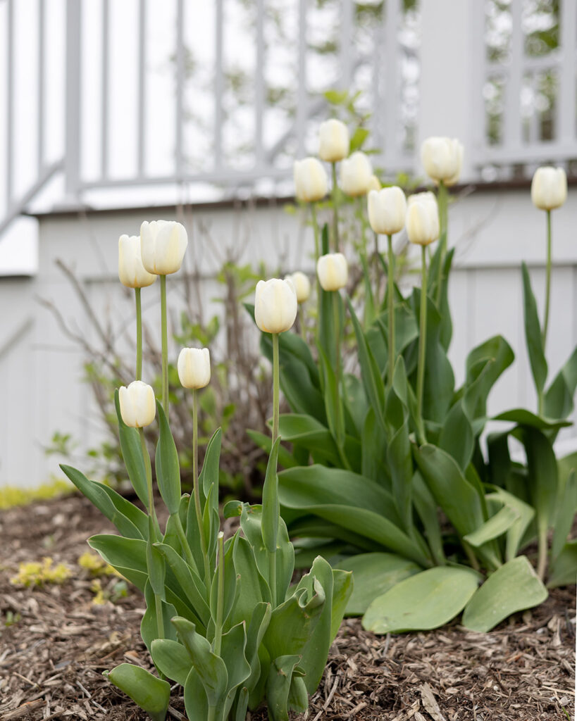 How to Plant Tulip Bulbs for Beautiful Spring Blooms - The Creek Line House