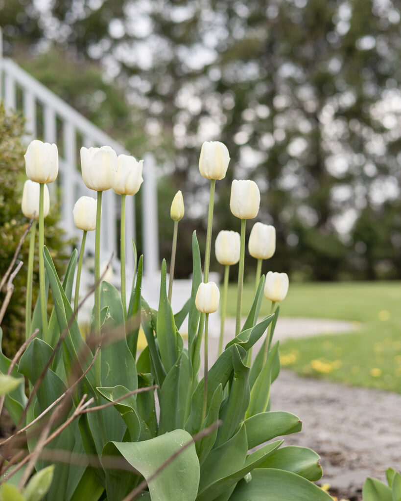 How to Plant Tulip Bulbs for Beautiful Spring Blooms - The Creek Line House