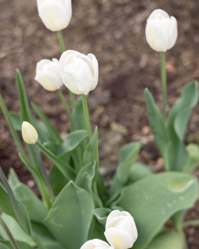 How to Plant Tulip Bulbs for Beautiful Spring Blooms - The Creek Line House