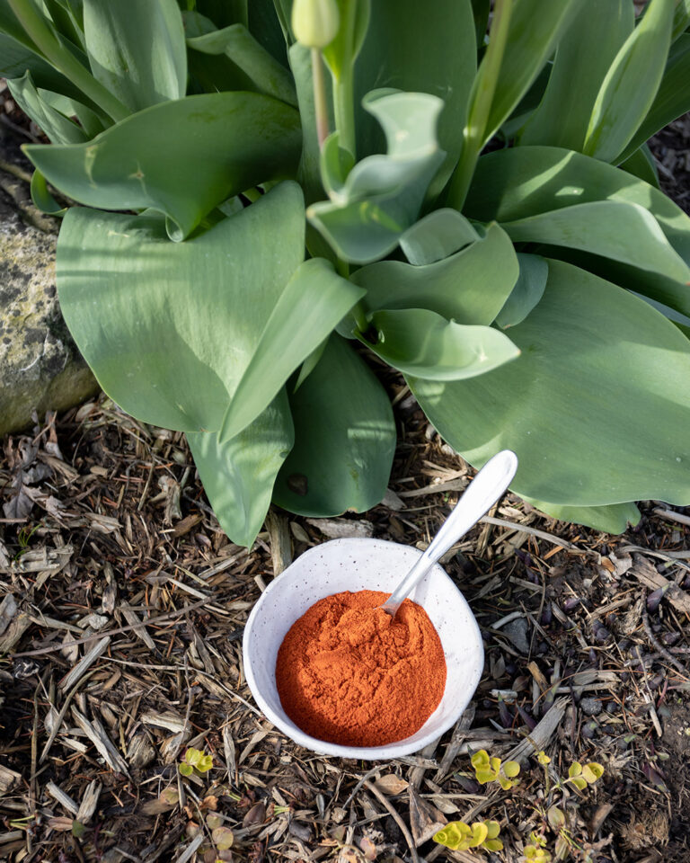 How to Keep Bunnies From Eating Tulips - The Creek Line House