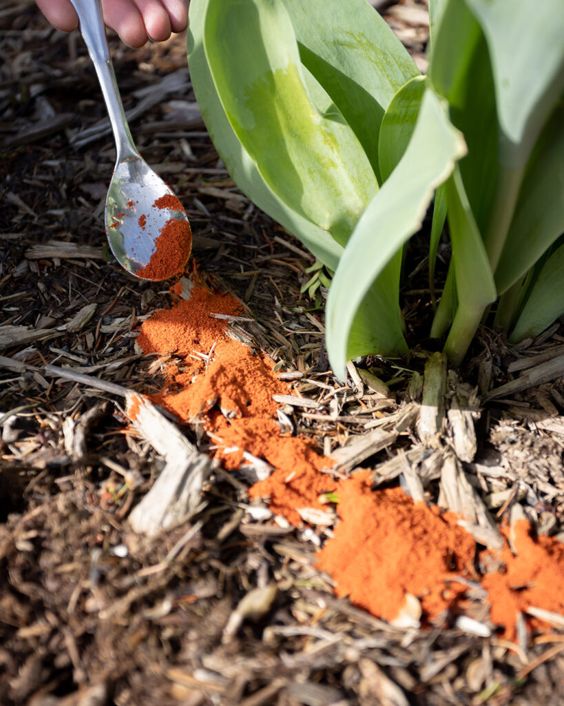 How to Keep Bunnies From Eating Tulips - The Creek Line House