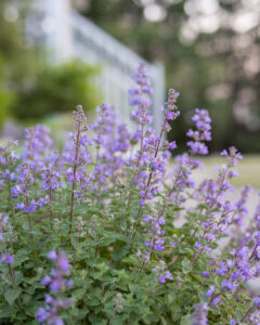 Growing Catmint - Delightful and Well-Behaved - The Creek Line House