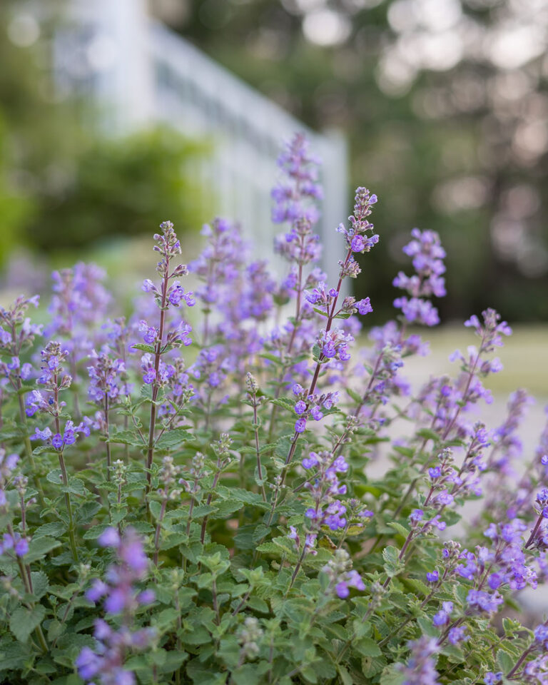 Growing Catmint - Delightful and Well-Behaved - The Creek Line House