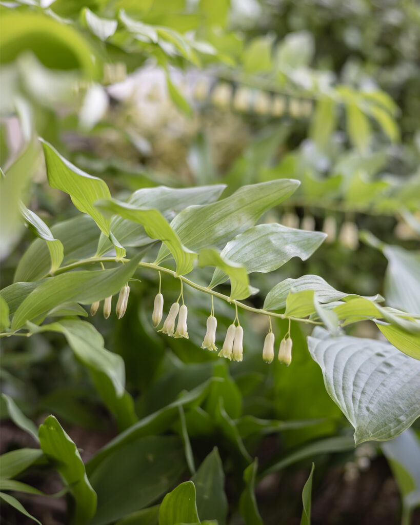 How to Grow Solomon's Seal - The Creek Line House